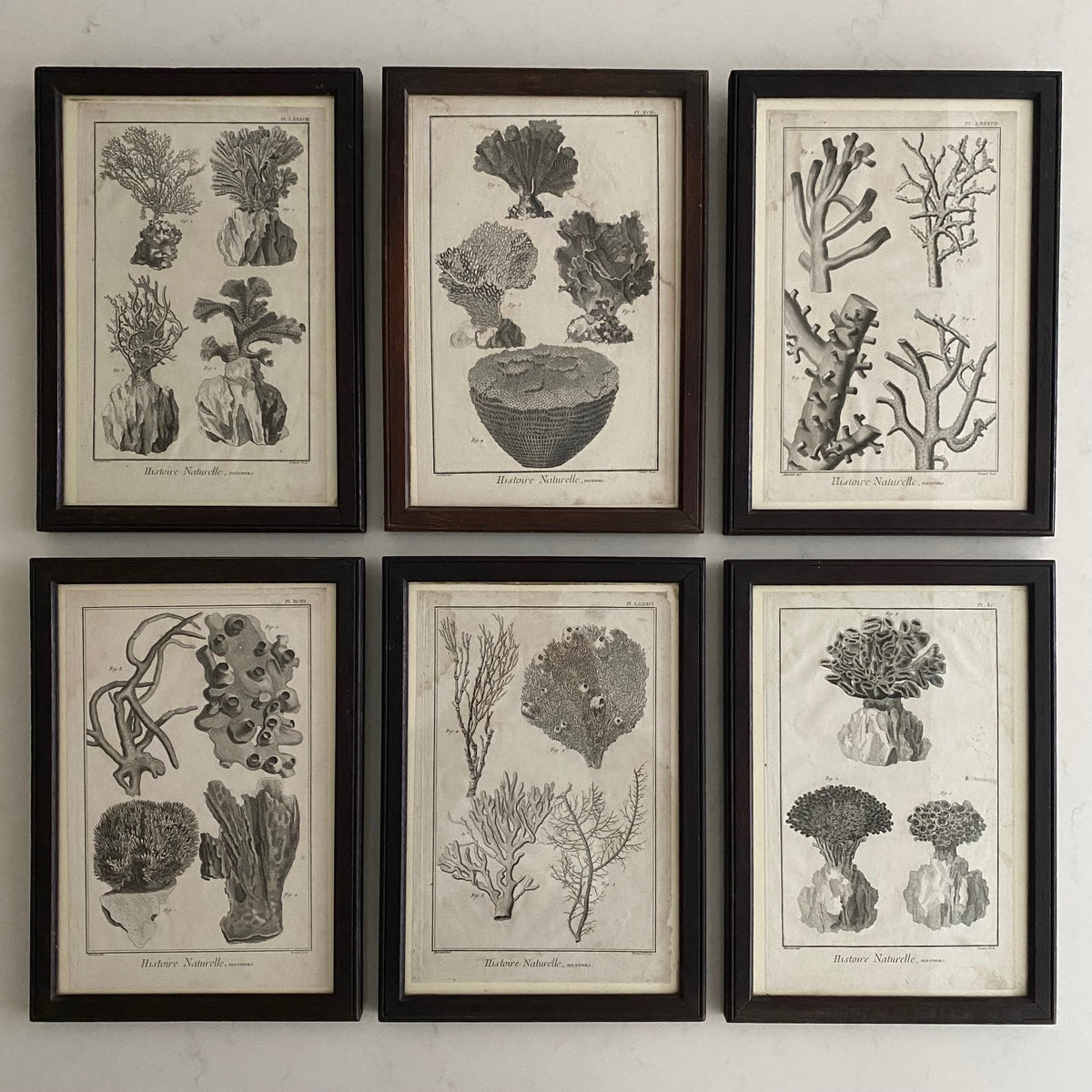 SET 6 ANTIQUE FRENCH CORAL ETCHINGS